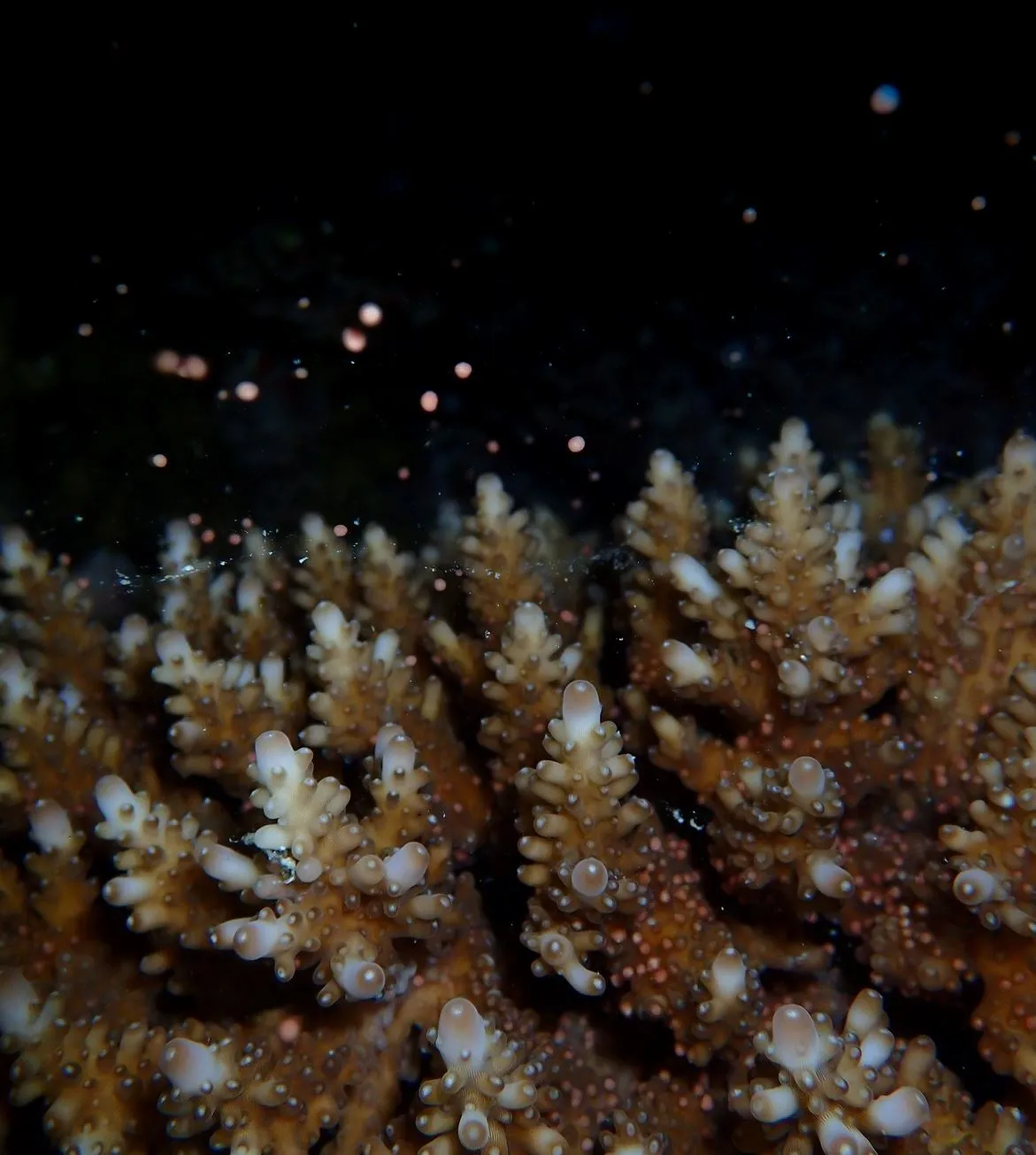 What Is The Best Month To Dive The Great Barrier Reef?