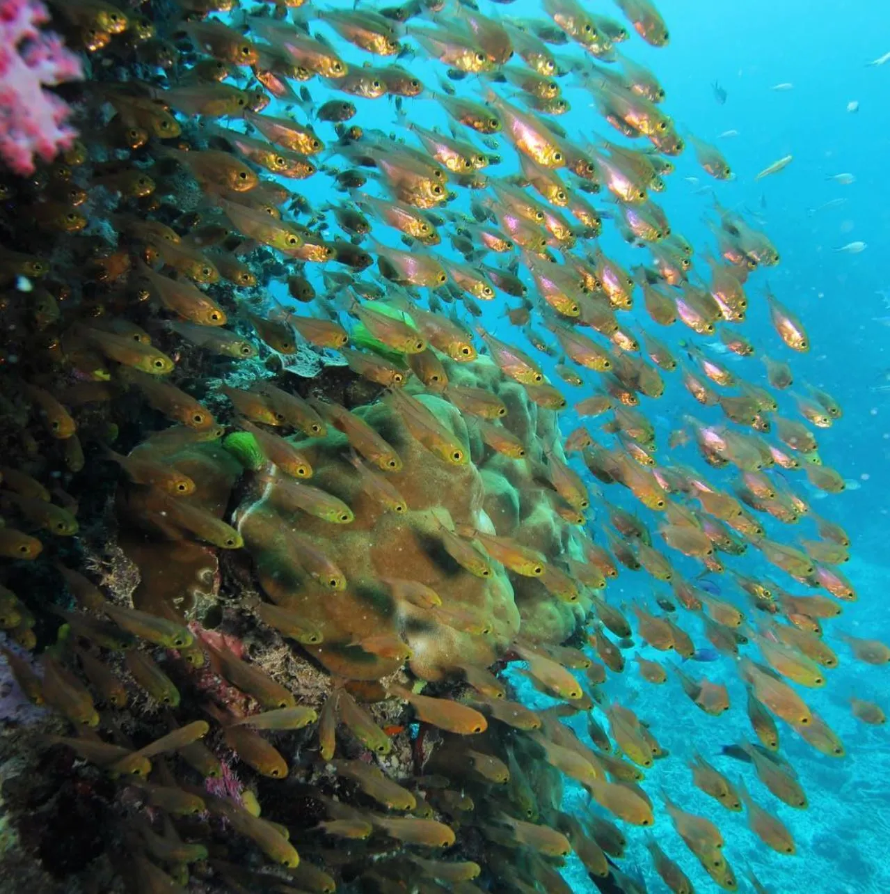 What Is The Best Month To Dive The Great Barrier Reef?
