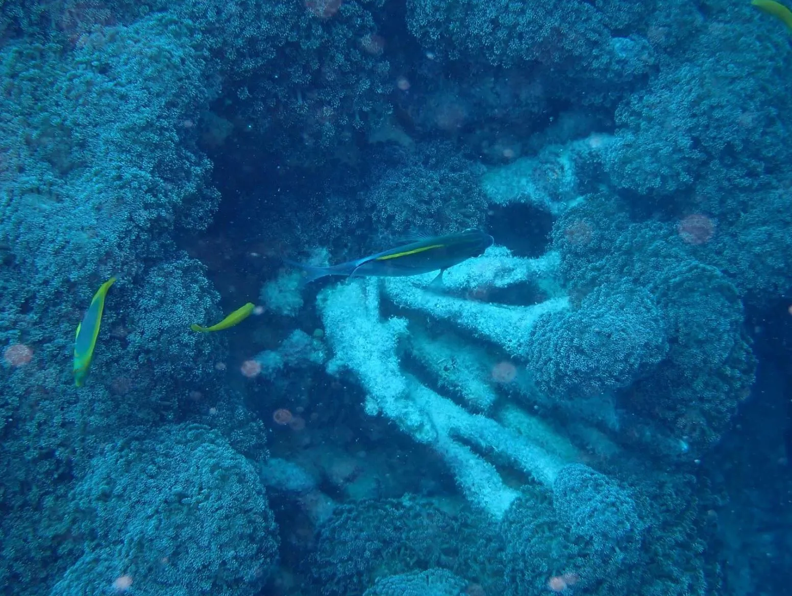 What Is The Best Month To Dive The Great Barrier Reef?